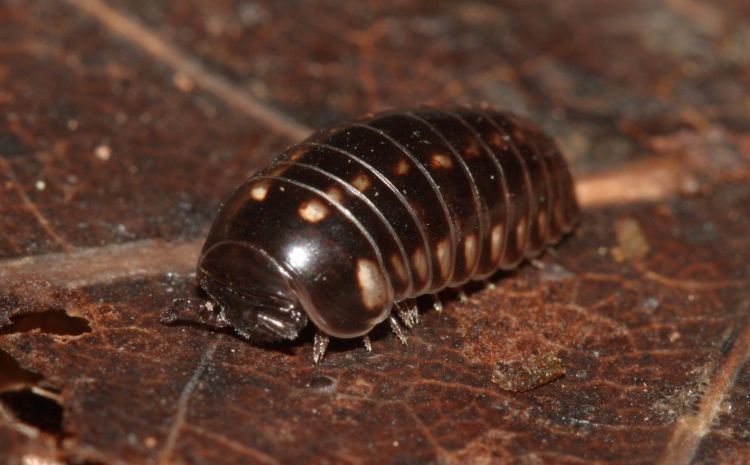 Glomeridae (California Millipede Families ) · iNaturalist