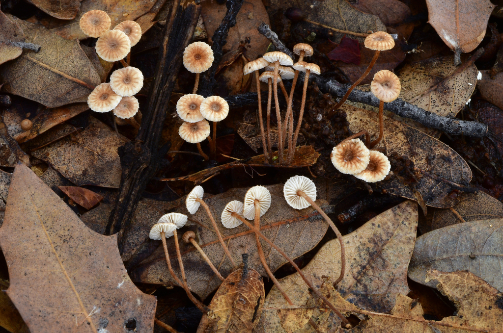 Crinipellis setipes from Cochise County, US-AZ, US on August 31, 2019 ...