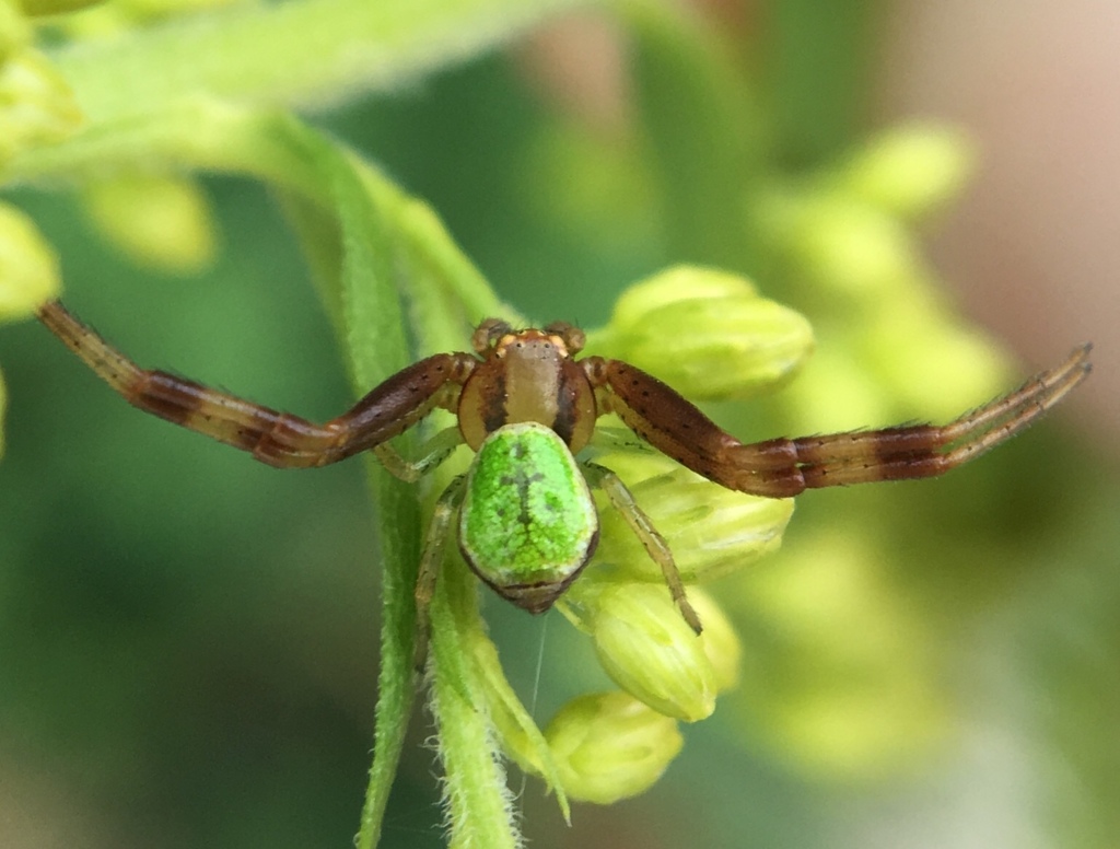 Triangle Crab Spider from K7726, Friedrichshafen, Baden-Württemberg, DE ...