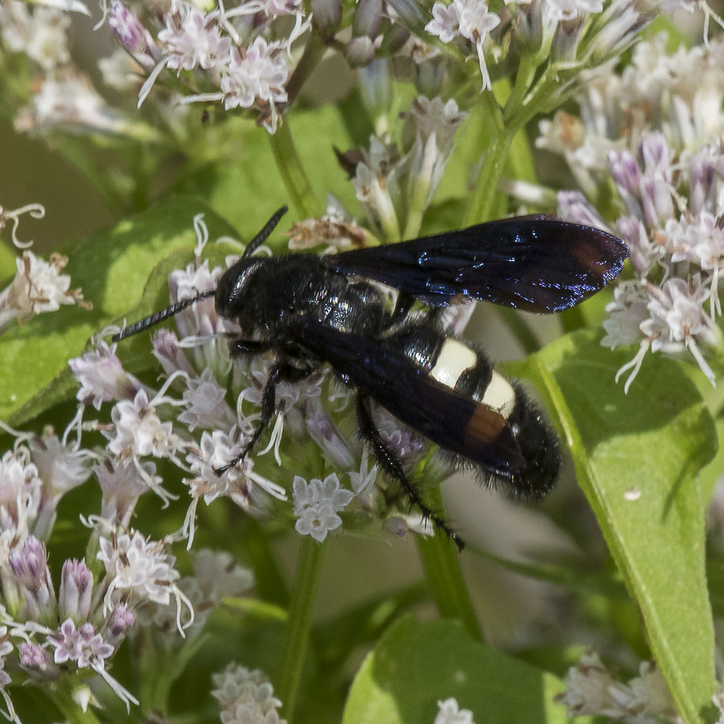 Double-banded Scoliid Wasp from Rockland County, NY, USA on August 30 ...