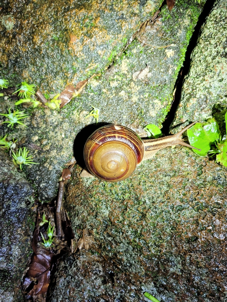 Camaena xanthoderma from 香港馬鞍山 on May 7, 2025 at 09:01 PM by nokbeetles ...