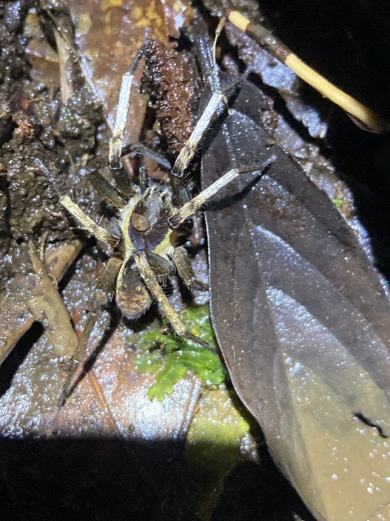Wandering Spiders from Mera, Pastaza, EC on April 21, 2025 at 08:30 PM ...