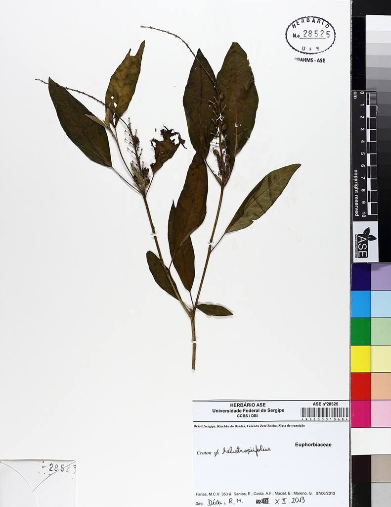 Croton heliotropiifolius from Riachão do Dantas - SE, Brasil on June 7 ...