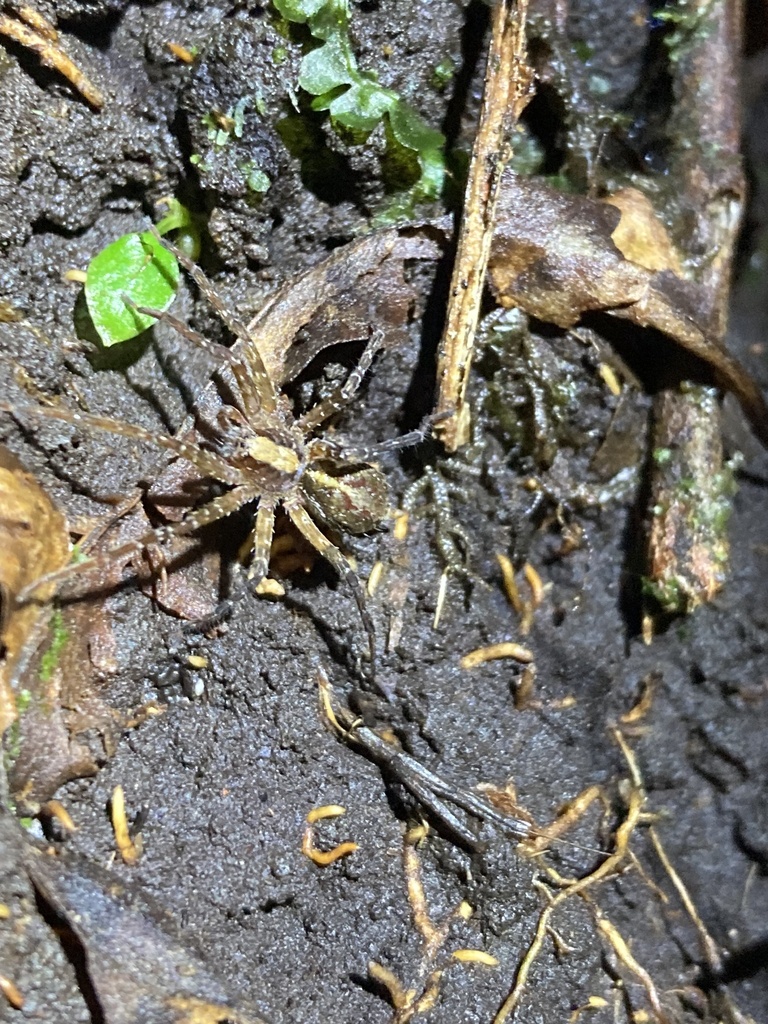 Wandering Spiders from Mera, Pastaza, EC on April 21, 2025 at 08:56 PM ...
