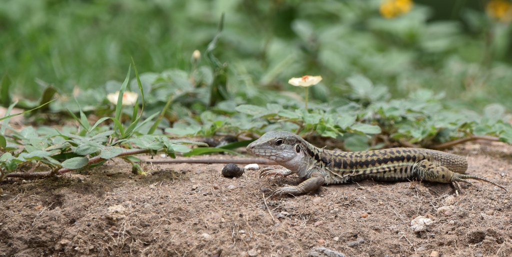 Sack's Giant Whiptail Lizard from Santa Ana Zegache, Oax., México on ...