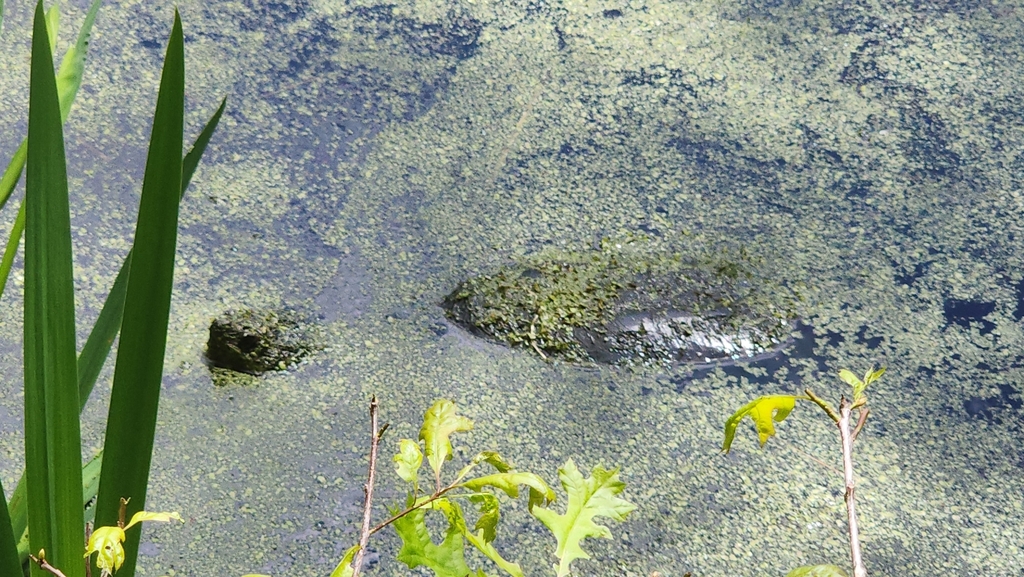 Common Snapping Turtle from Fairfield County, US-CT, US on May 7, 2025 ...