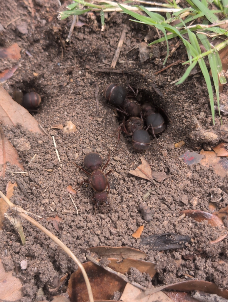 Texas Leafcutter Ant from Pleasant Valley, Austin, TX 78741, USA on May ...