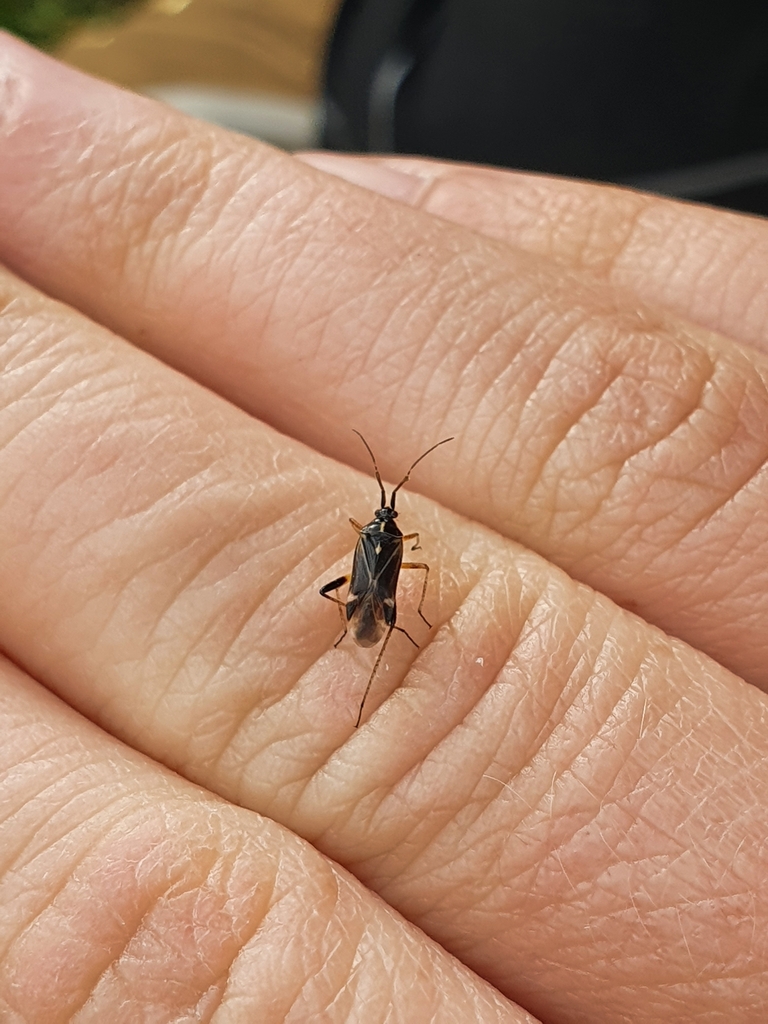 handsome plant bug from Bremen, DE-HB, DE on May 7, 2025 at 06:59 PM by ...