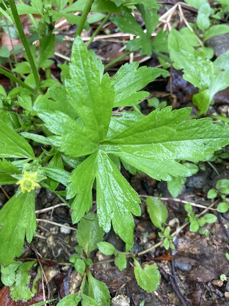 Hooked buttercup from Westhampton, MA, US on May 6, 2025 at 03:07 PM by ...