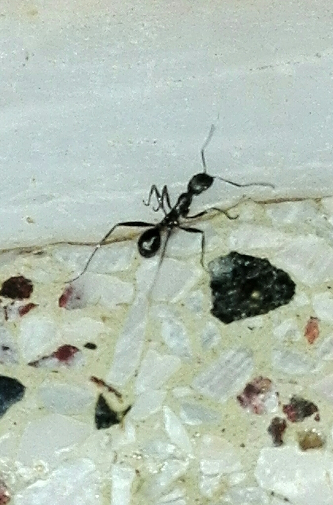 sardoa-group Collared Ants from Crete, Crete, GR on September 1, 2019 ...