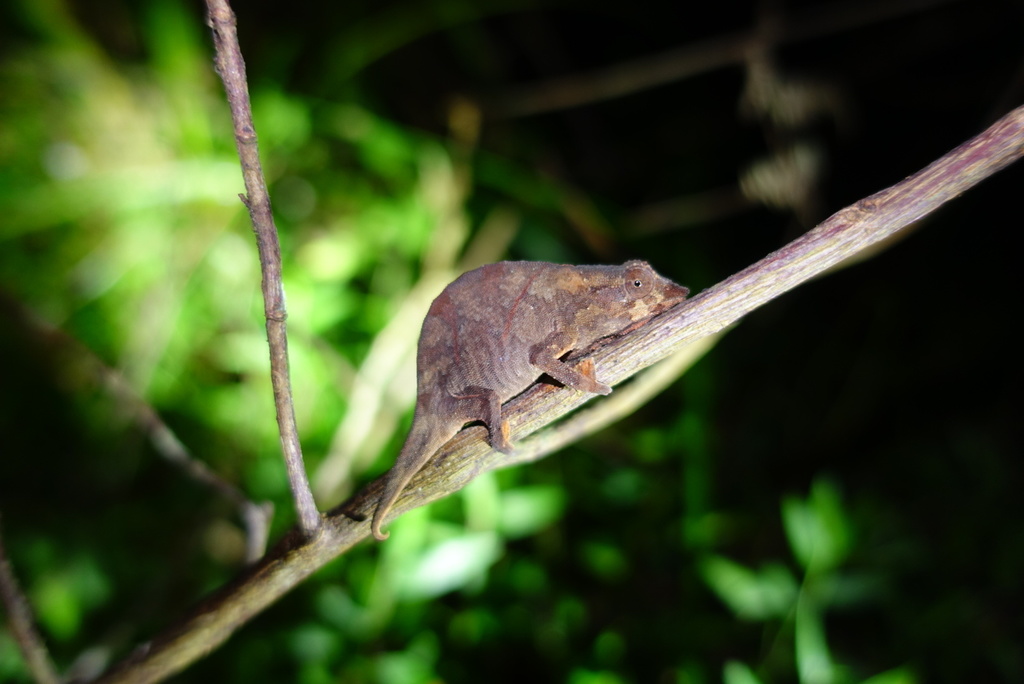 Green pygmy chameleon in September 2019 by torunitadori · iNaturalist