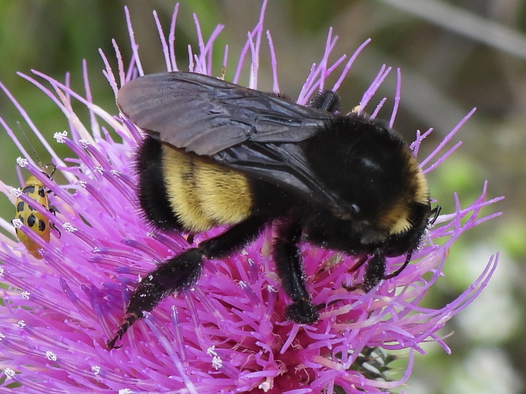 American Bumble Bee from West Meadowbrook, Fort Worth, TX, USA on May 7 ...