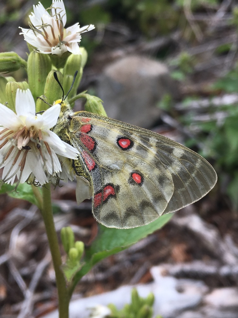 Clodius Parnassian from Skamania County, WA, USA on August 11, 2019 by ...
