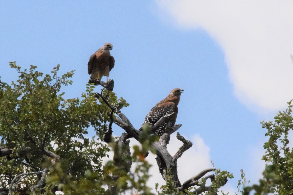 Red-shouldered Hawk from Williamson County, TX, USA on September 1 ...