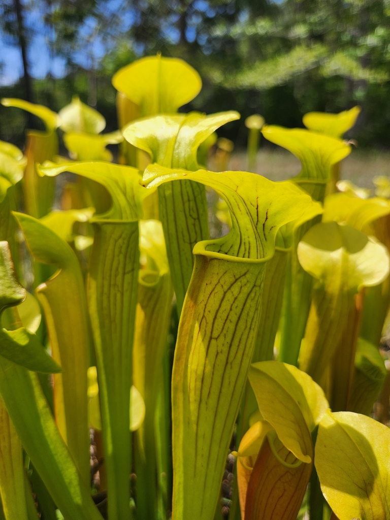Pale Pitcher Plant in April 2025 by Gabrielle Dunham · iNaturalist