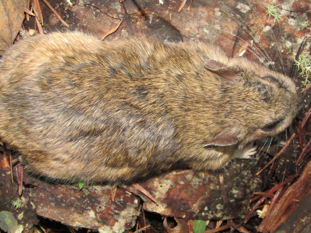 Mexican Woodrat (Neotoma mexicana) - Know Your Mammals