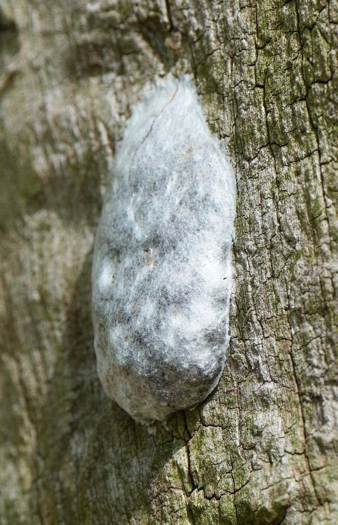 False Puffball from Maple Grove Forest Preserve, Downers Grove, IL ...
