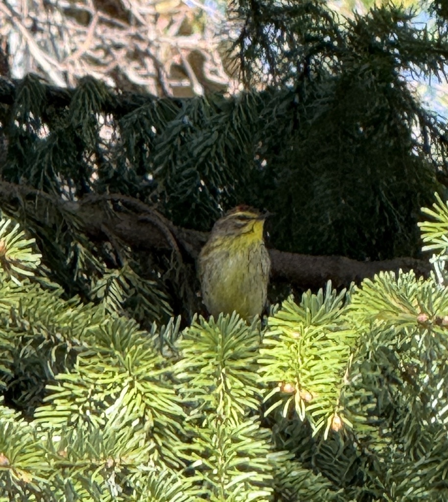 Palm Warbler from Whistle Post St, Toronto, ON, CA on May 7, 2025 at 03 ...