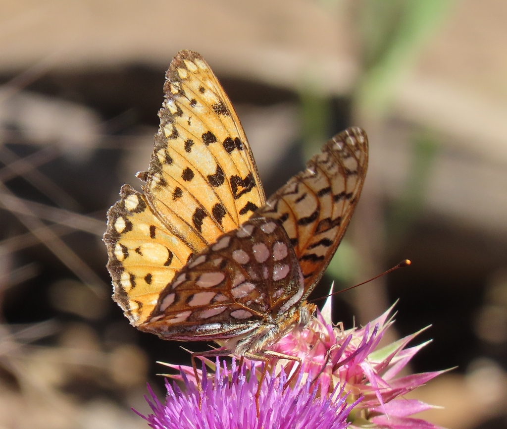 Edwards's Fritillary (Zion National Park Butterfly Guide 🦋) · iNaturalist