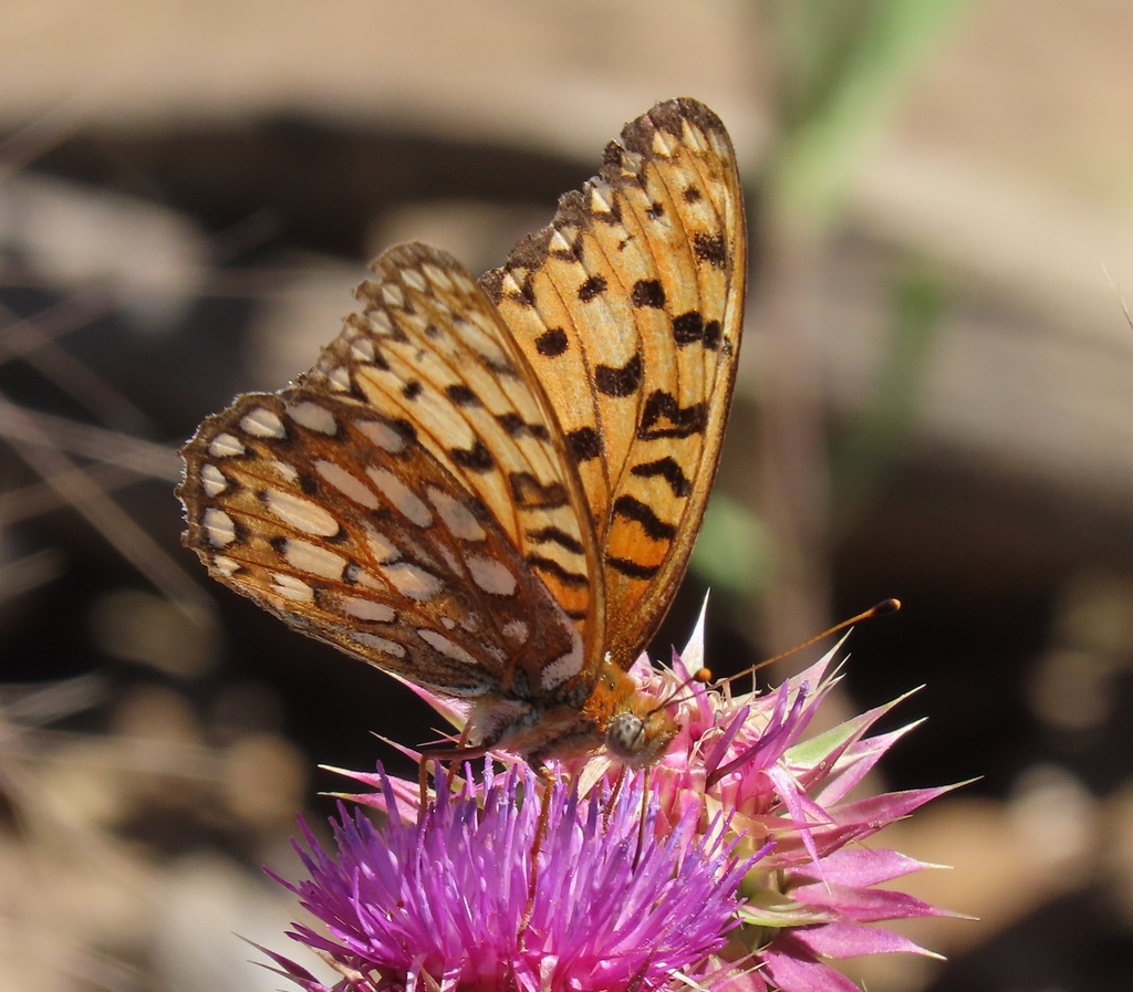 Edwards's Fritillary (Zion National Park Butterfly Guide 🦋) · iNaturalist