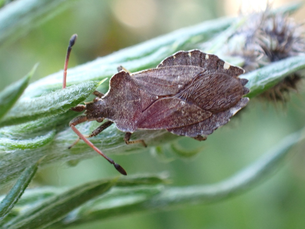 Boat Bug in May 2025 by Karsten Mody · iNaturalist