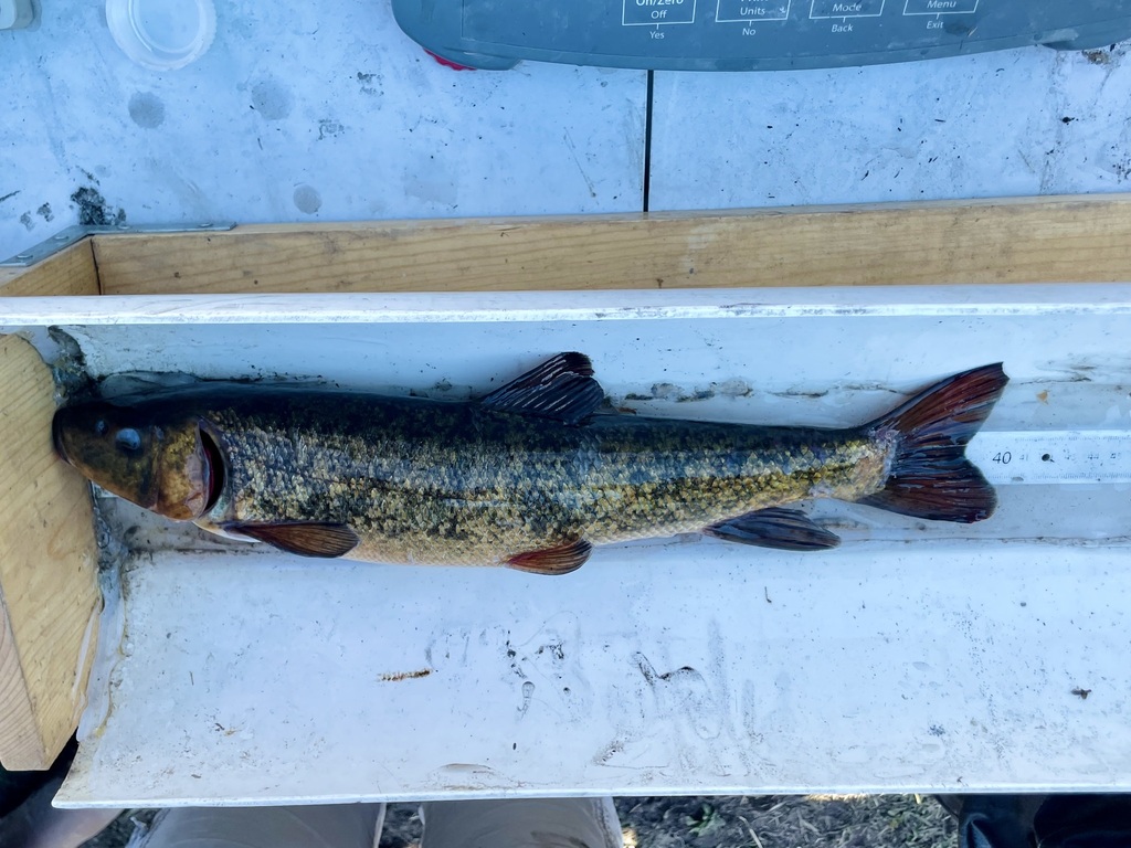 Lost River Sucker in May 2025 by wpl500. Juvenile c'waam photographed ...