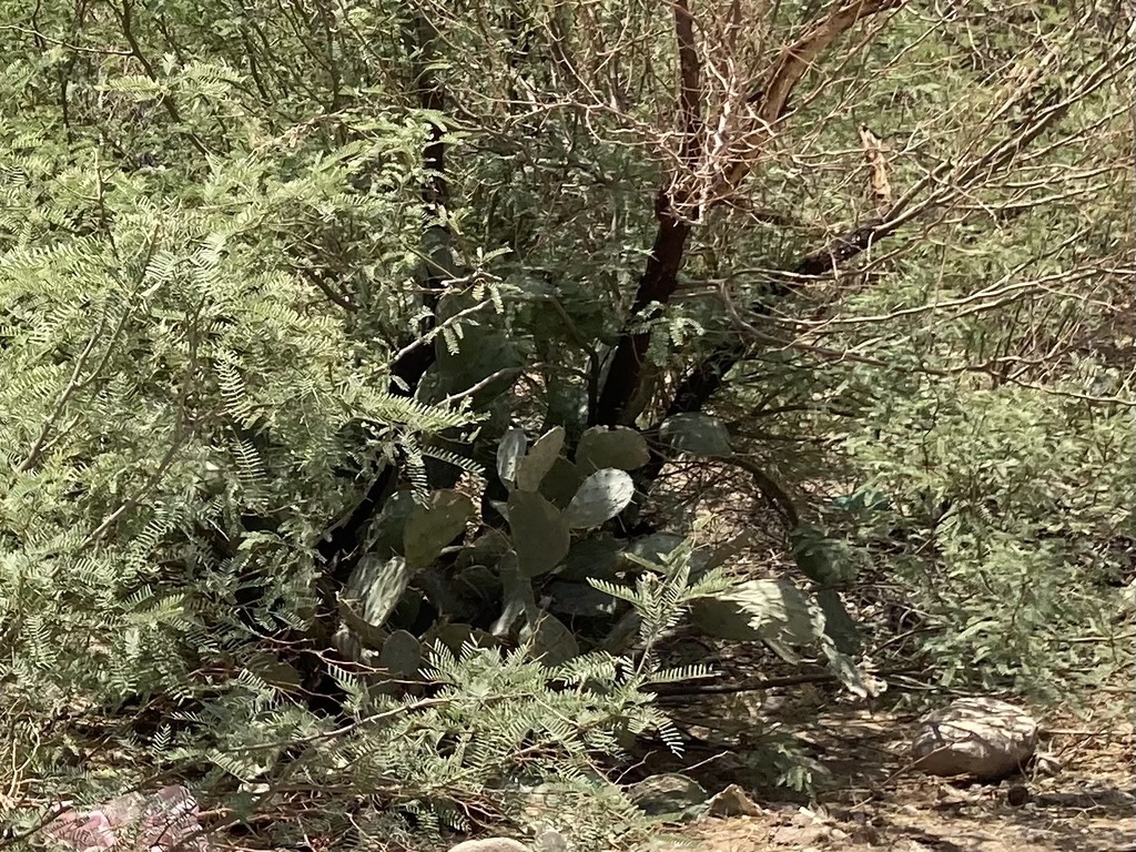 Prickly Pears from Ocampo, Coah., MX on April 24, 2025 at 01:13 PM by ...