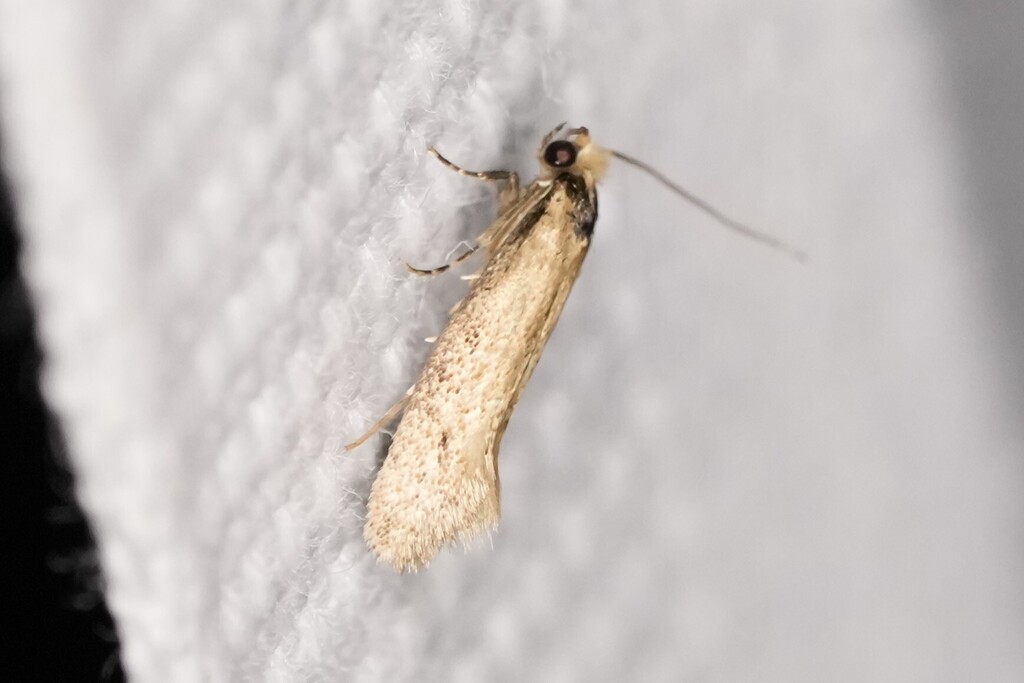 Curved-lined Homostinea Moth from South Baton Rouge, Baton Rouge, LA ...