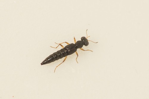 Stenus pallipes · iNaturalist
