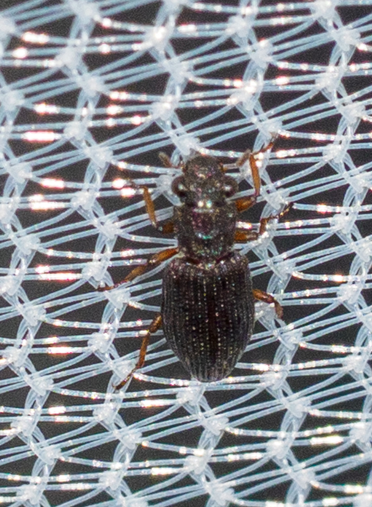Hydrochus from Dorchester County, MD, USA on May 4, 2025 at 08:29 PM by ...