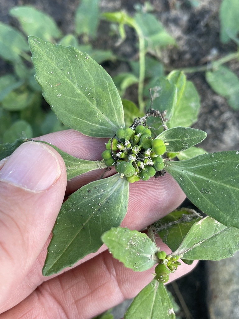 green poinsettia from Winn Park, Farmers Branch, TX, US on May 7, 2025 ...