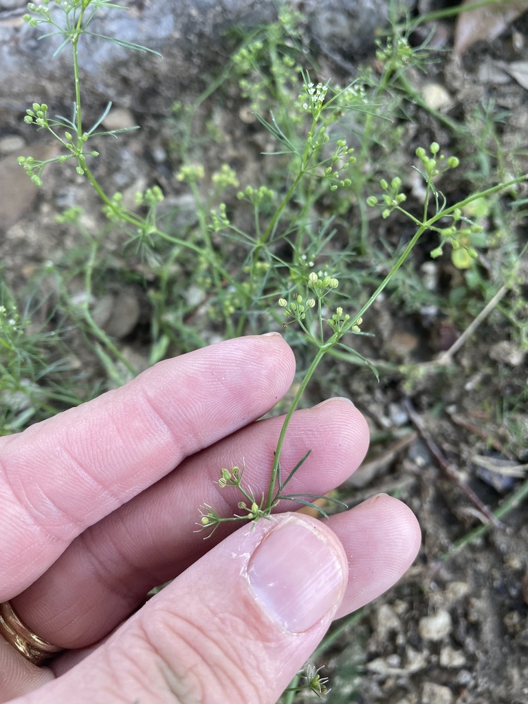 Marsh parsley from Winn Park, Farmers Branch, TX, US on May 7, 2025 at ...