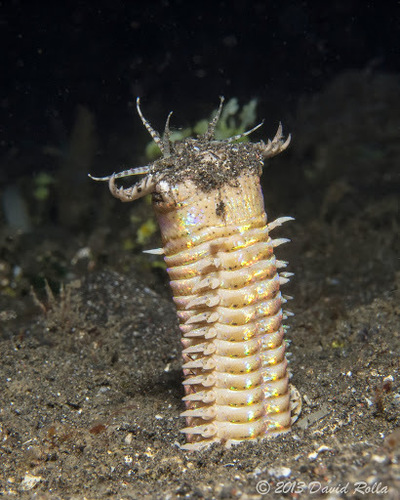 Genus Eunice · iNaturalist