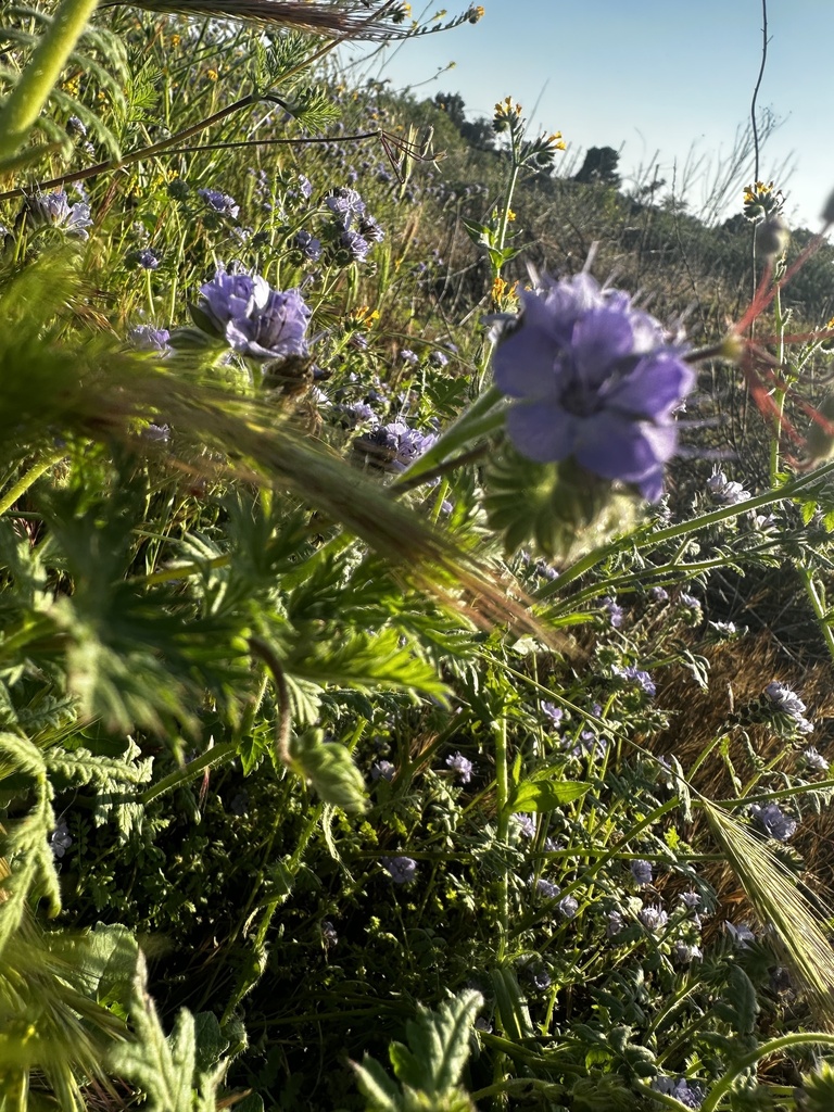 distant phacelia from Maclay St, Los Angeles, CA, US on May 7, 2025 at ...