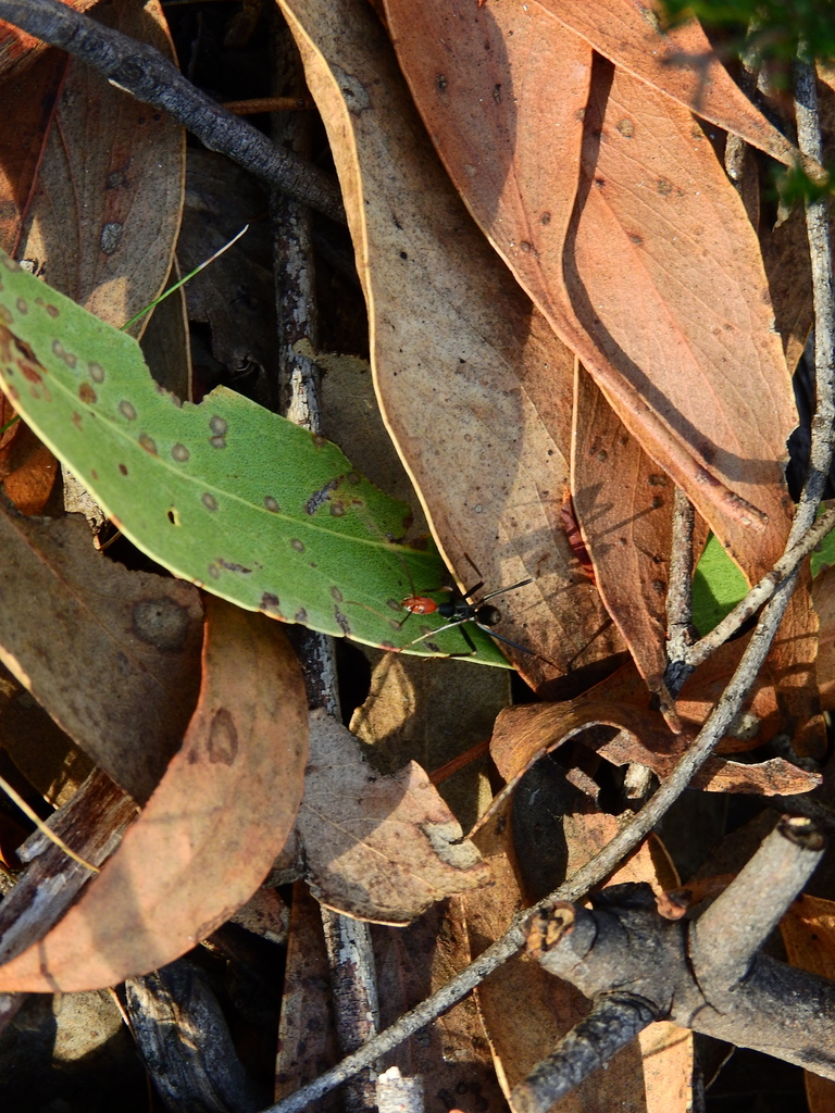 Red-headed Spider Ant from Stanley VIC 3747, Australia on May 04, 2025 ...