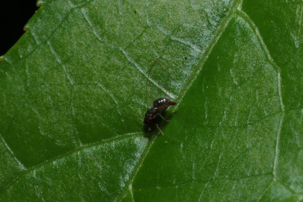 Persimmon Psyllid from Home, St Mary's County, MD, USA on May 5, 2025 ...