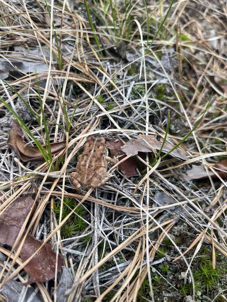 Fowler's Toad from Brookhaven State Park, Ridge, NY, US on May 7, 2025 ...