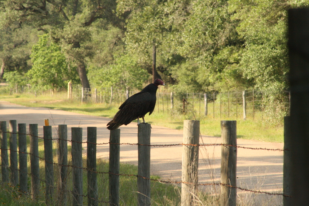 Turkey Vulture from Colorado County, TX, USA on May 7, 2025 at 05:26 PM ...