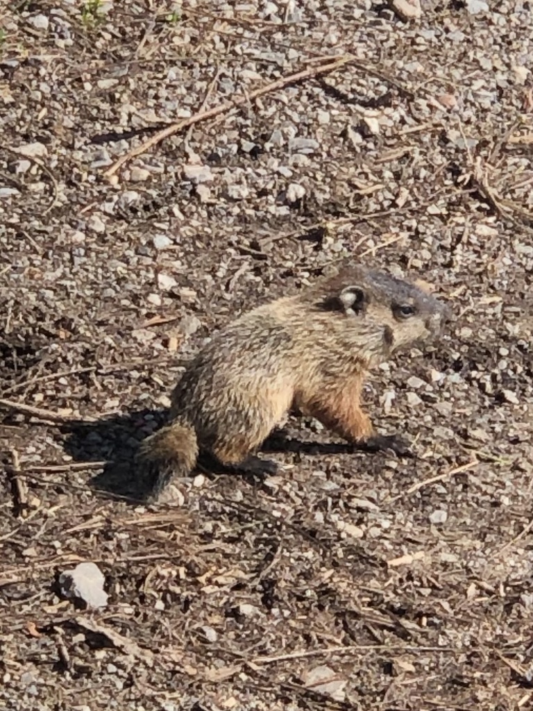Groundhog from Homestead Ave, Hamilton, ON, CA on May 7, 2025 at 09:13 ...