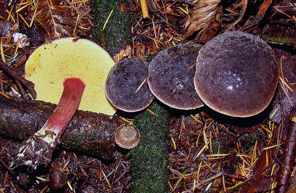 Xerocomellus zelleri (Fungi of Soquel Demonstration Forest) · iNaturalist