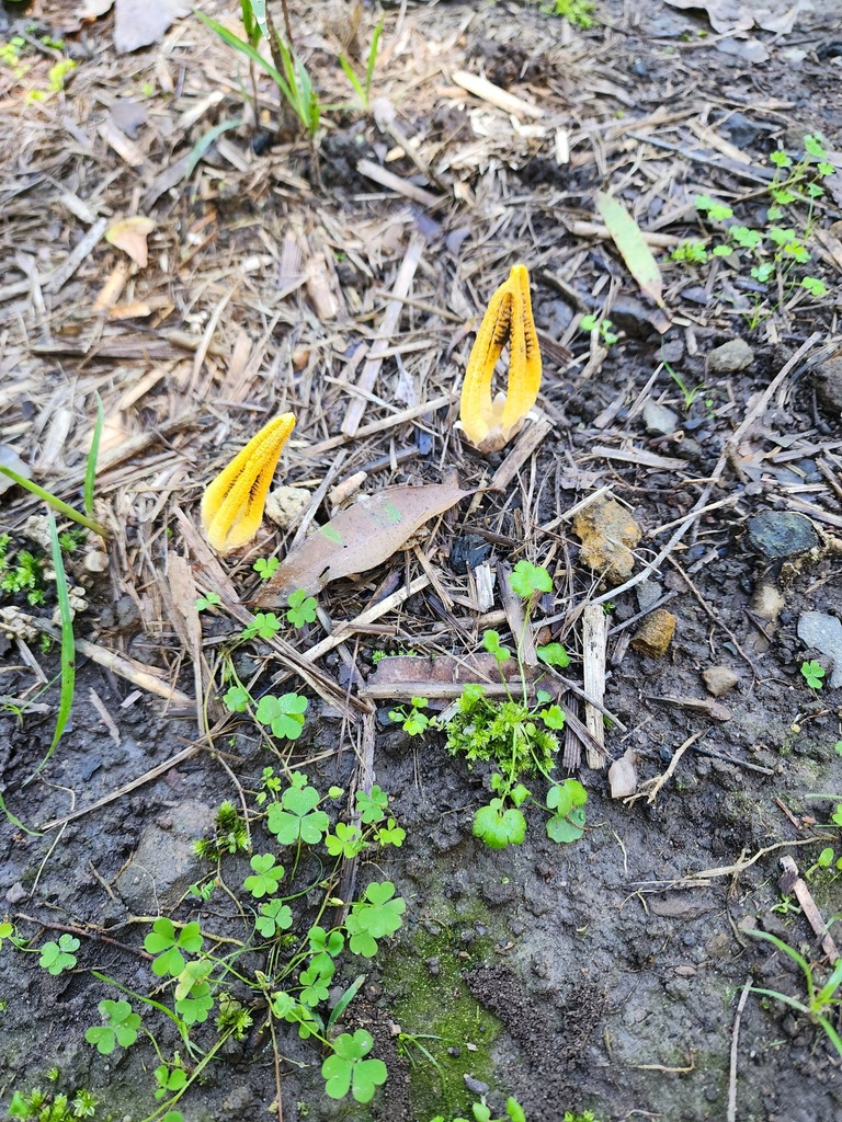 stinky squid in May 2025 by PeterCopping · iNaturalist