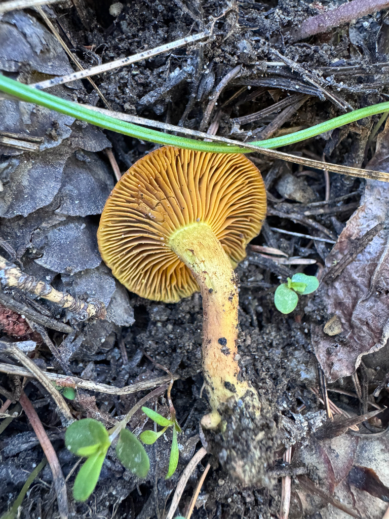 saffron webcap in May 2025 by Krista Willmorth // The FunGal Forager ...