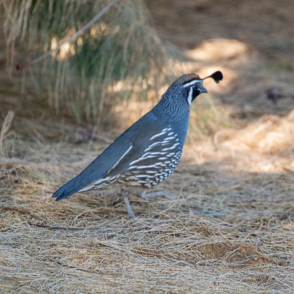 Codorniz californiana desde 23205 B.C.S., México el 20 de abril de 2025 ...