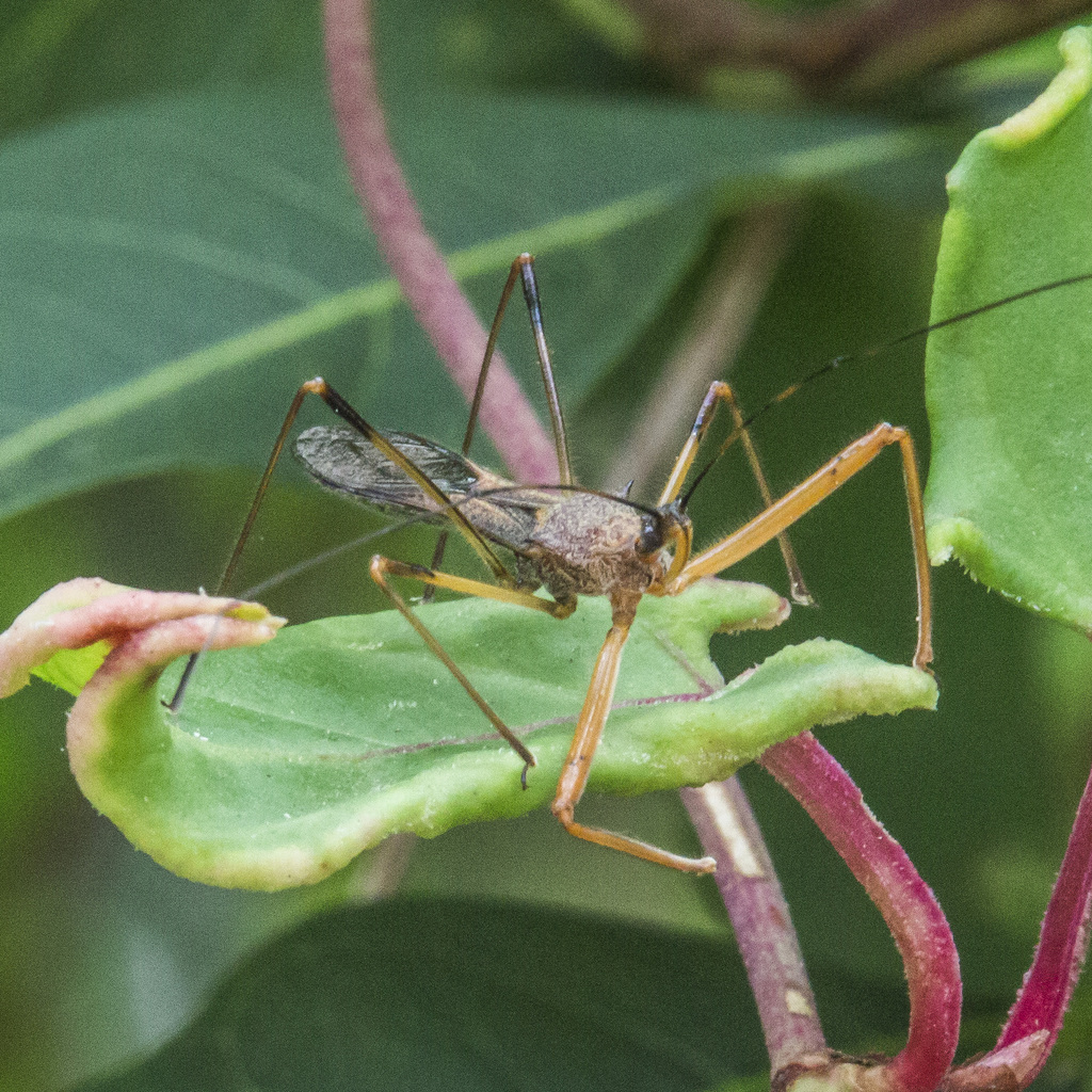 Endochus cingalensis from 954台灣台東縣卑南鄉 on April 10, 2025 at 12:03 PM by ...