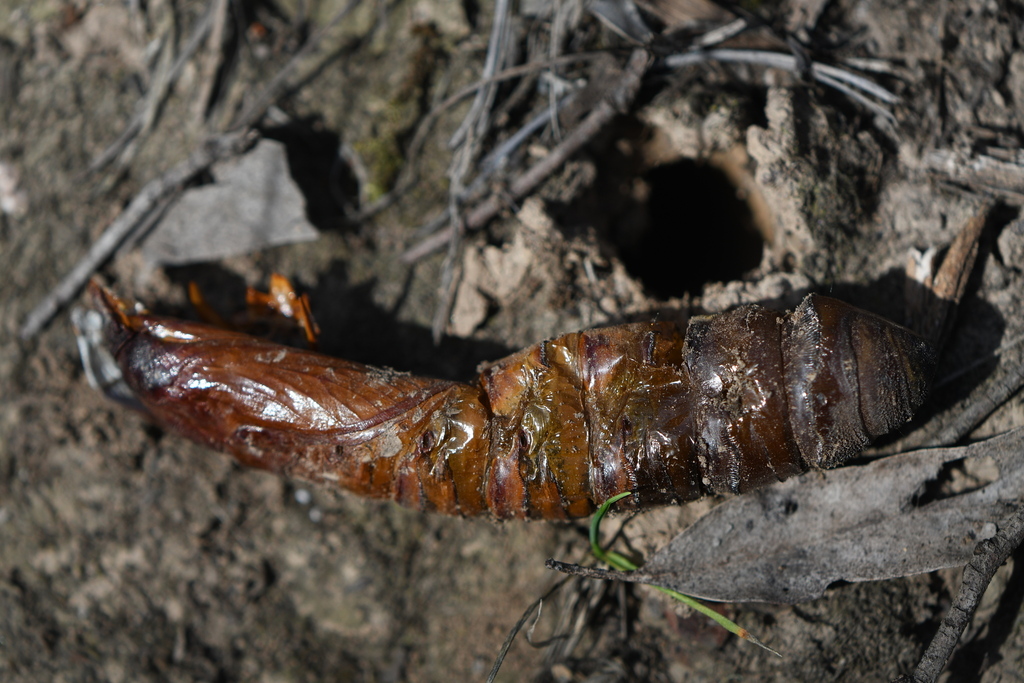 Bardi Moth from Smythesdale Ross Ck SF Bodens No2 VIC 3351, Australia ...
