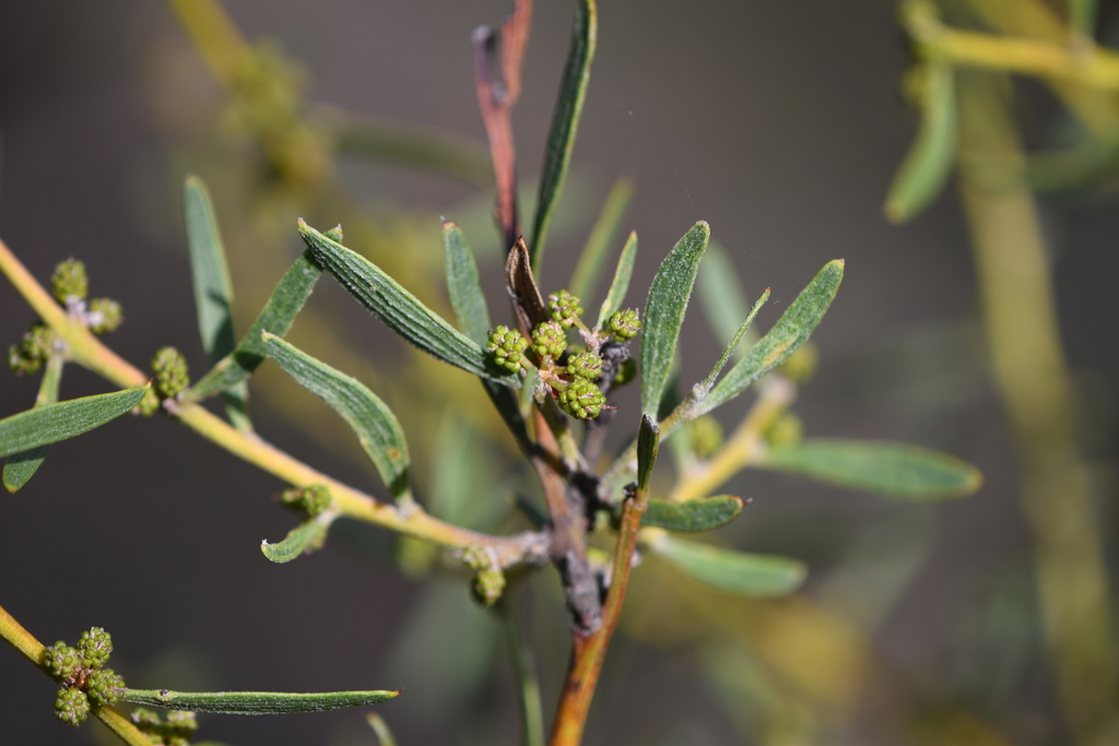 Woolly Wattle from Smythesdale Ross Ck SF Bodens No2 VIC 3351 ...