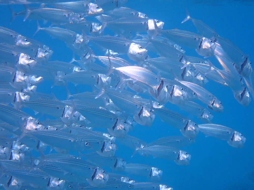 Longjaw Mackerel from Cakaudrove, Fiji on August 15, 2024 at 11:45 AM ...