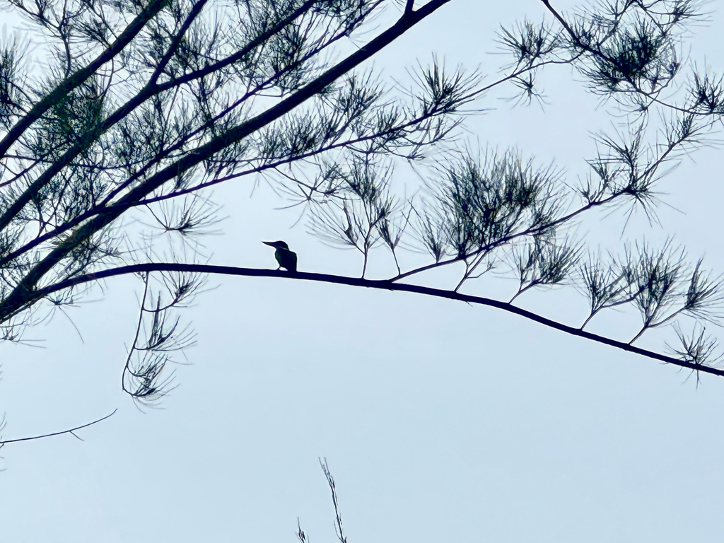 Collared Kingfisher from Bintulu, Sarawak, MY on May 8, 2025 at 04:39 ...