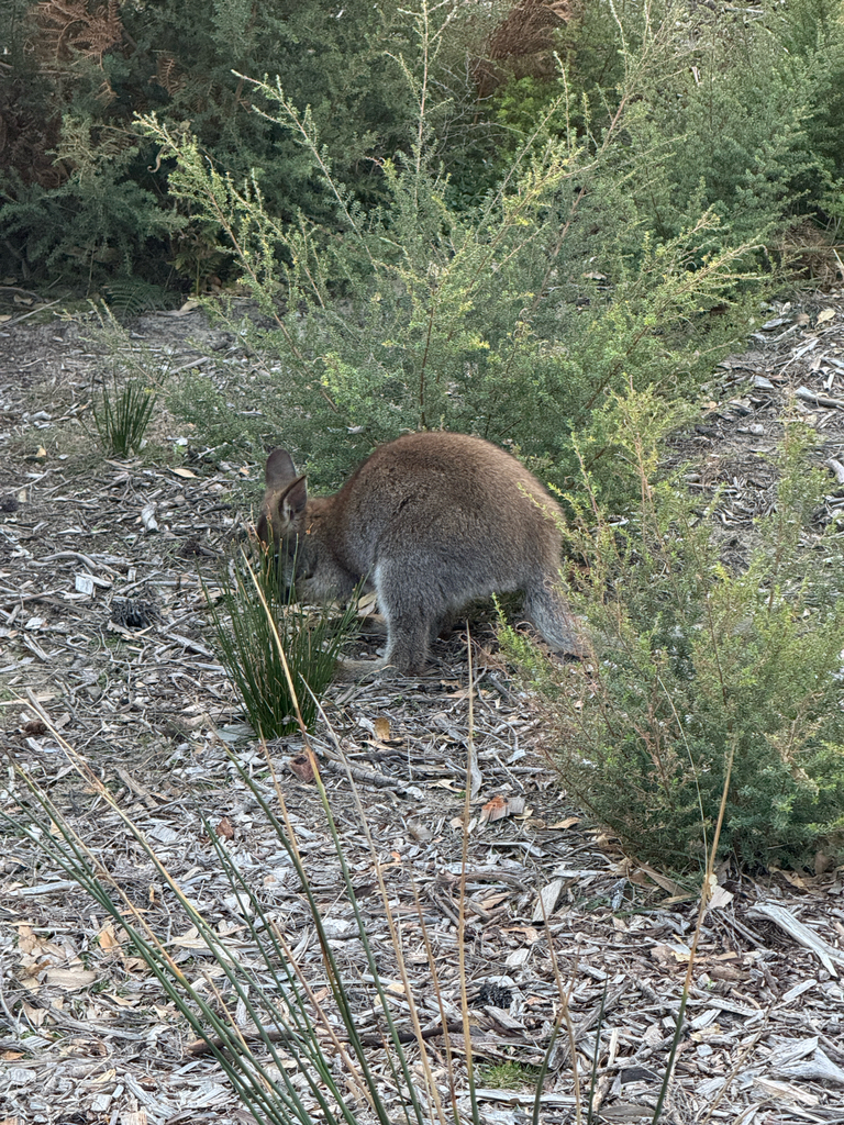 Bennett's Wallaby from Coles Bay, TAS, AU on May 8, 2025 at 06:46 AM by ...