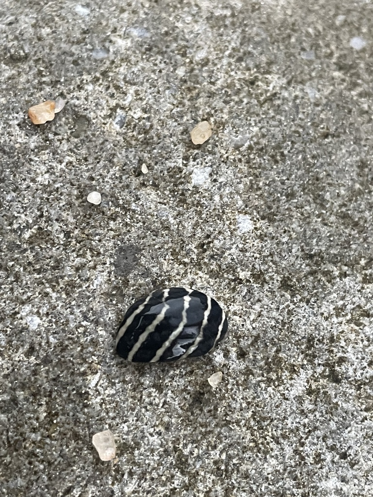 Zebra Top Snail from Pilot St, Yamba, NSW, AU on April 28, 2025 at 05: ...